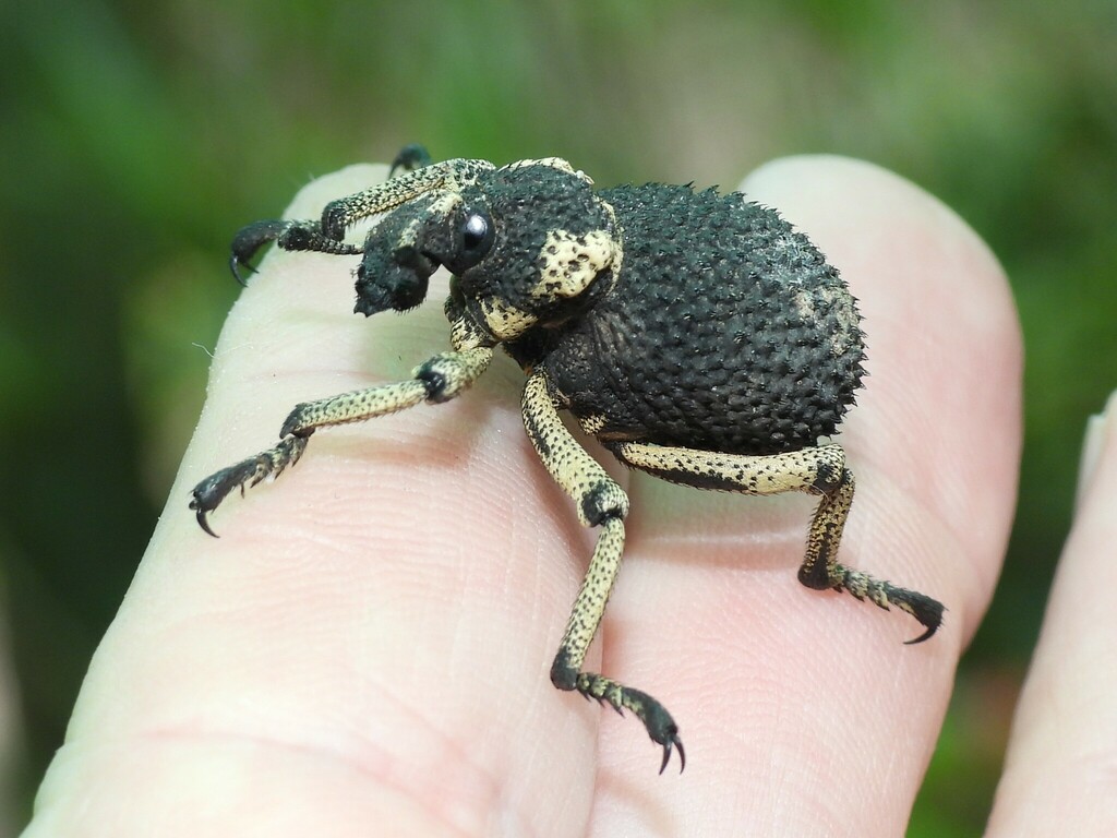 Foxy Lily Weevil from 20 Sycamore Spread, Arboretum, Richards Bay, 3900 ...