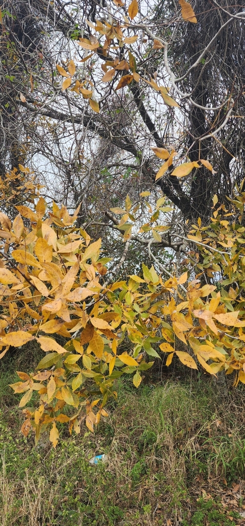 Scrub Hickory from Lake Placid, FL 33852, USA on January 11, 2024 at 10 ...