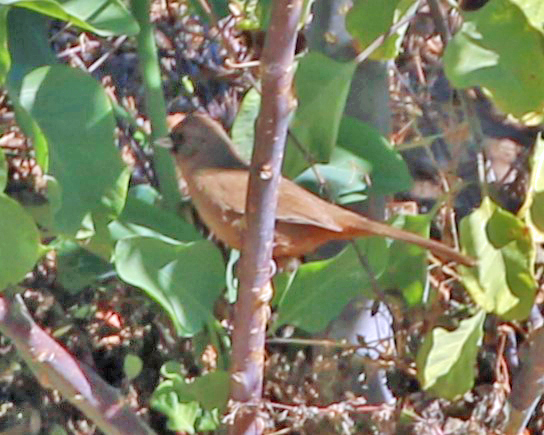 Abert's Towhee from Flowing Wells, Tucson, AZ, USA on January 9, 2024 ...