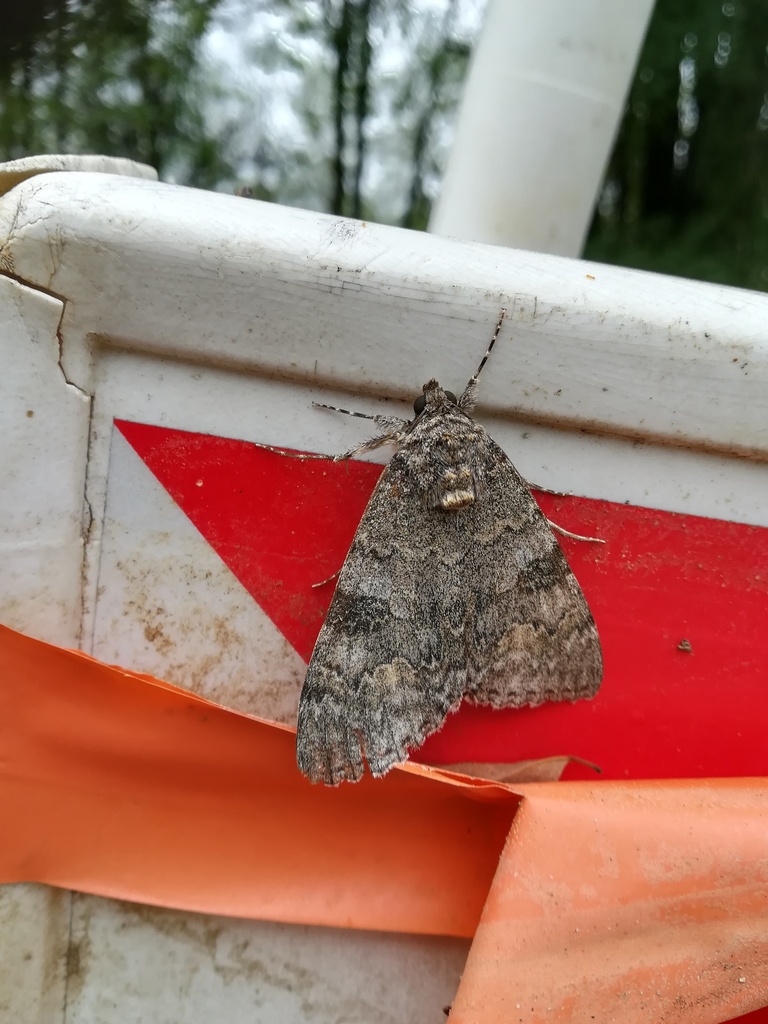 Red Underwing from 01370 Meillonnas, France on September 29, 2022 at 01 ...