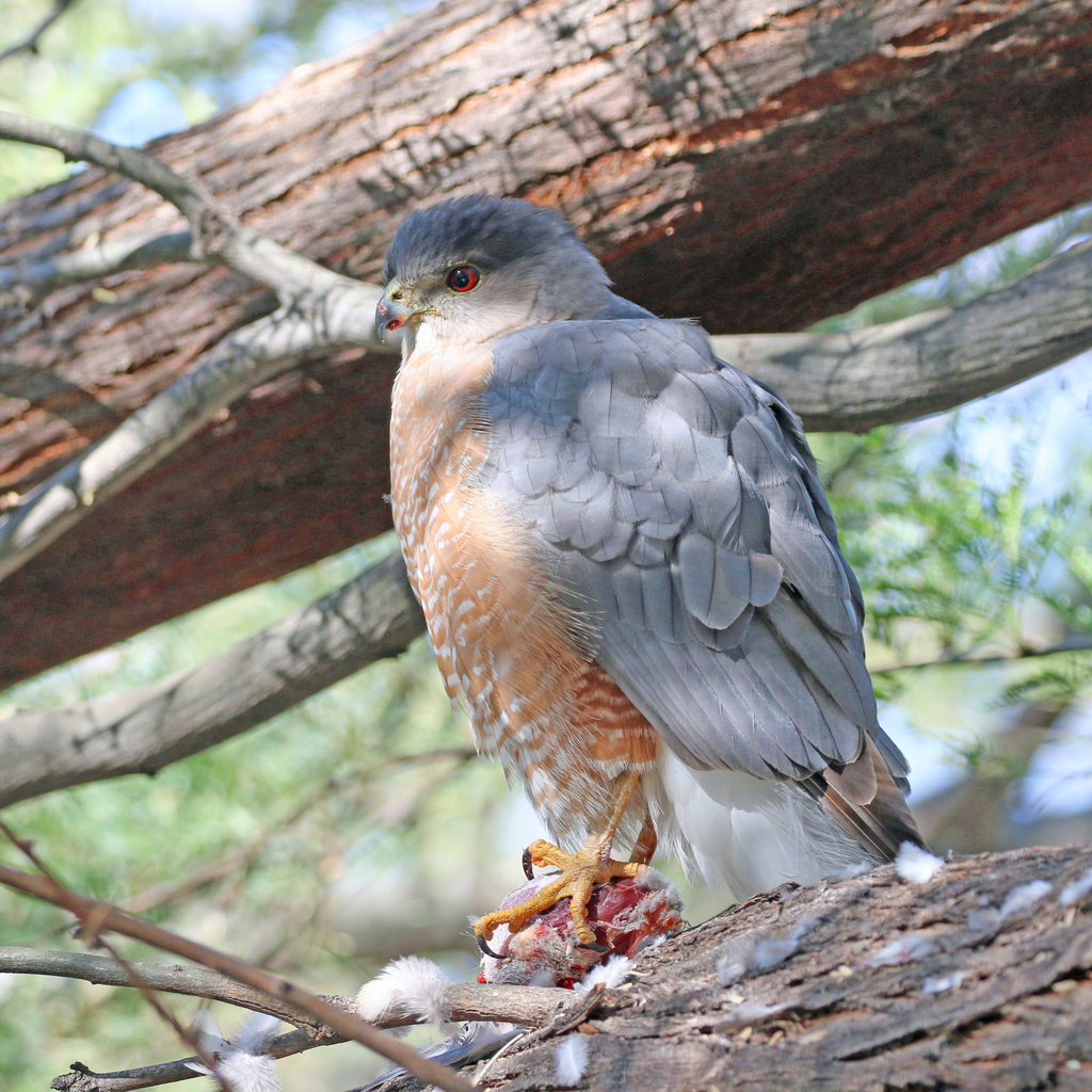 Cooper's Hawk from Flowing Wells, Tucson, AZ, USA on January 9, 2024 at ...