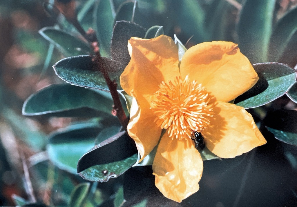 Climbing Guinea flower from Nambucca Heads NSW 2448, Australia on October 20, 1999 at 04:06 PM ...