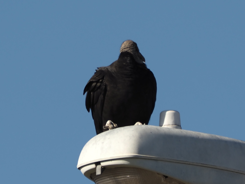 Black Vulture from Alamo Heights, San Antonio, TX, USA on January 11 ...