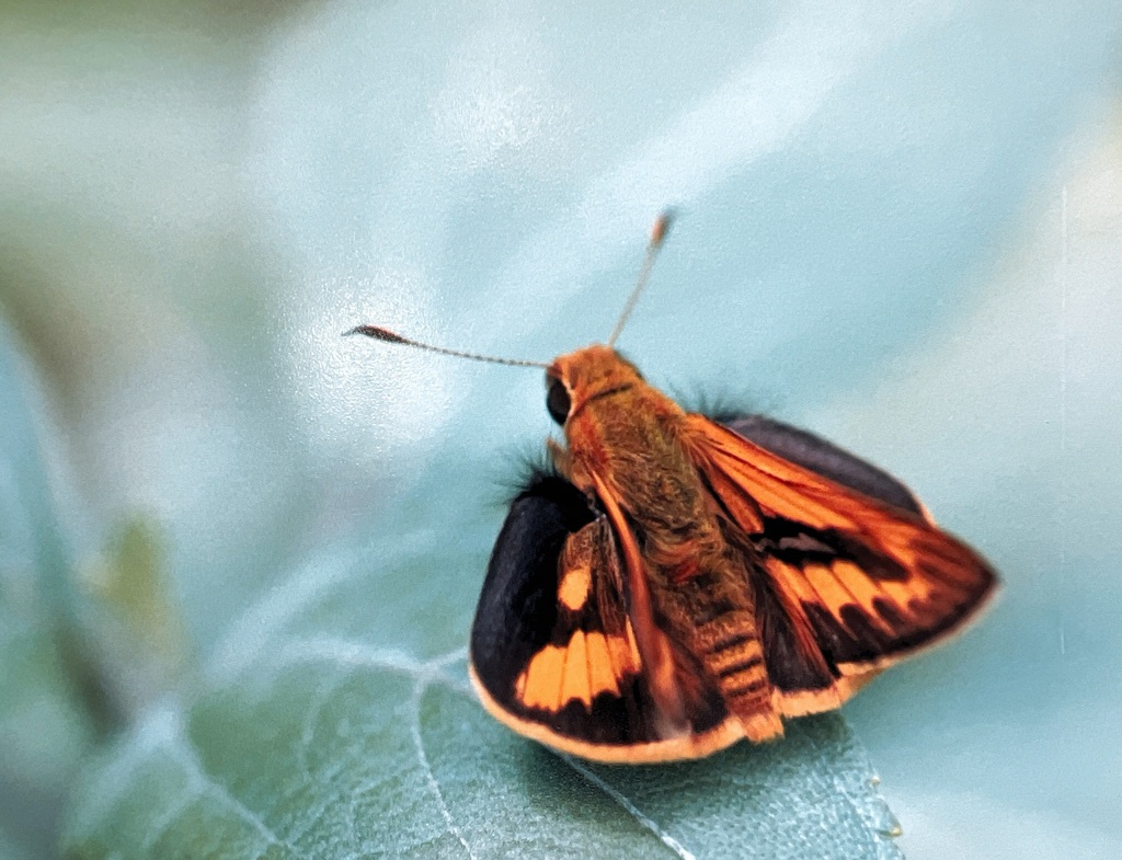 Dark Palm Dart from Hyland Park NSW 2448, Australia on October 20, 1999 ...