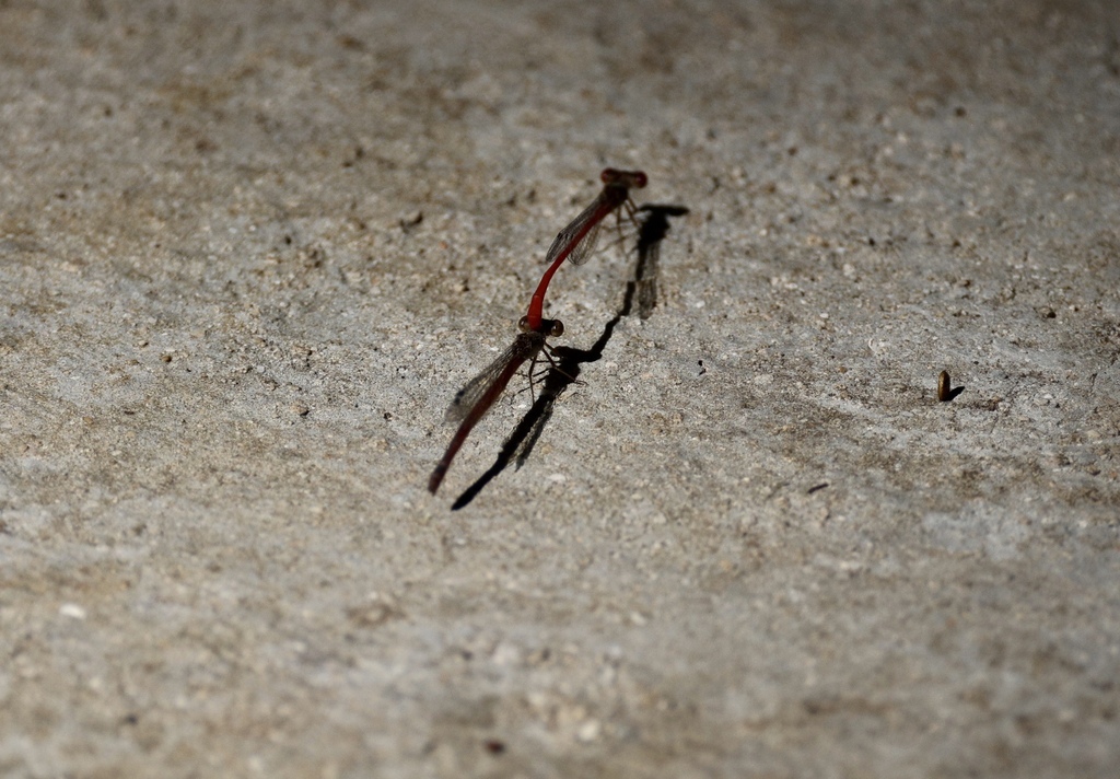 Desert Firetail from Pinzón II, 97205 Mérida, Yuc., Mexico on January ...