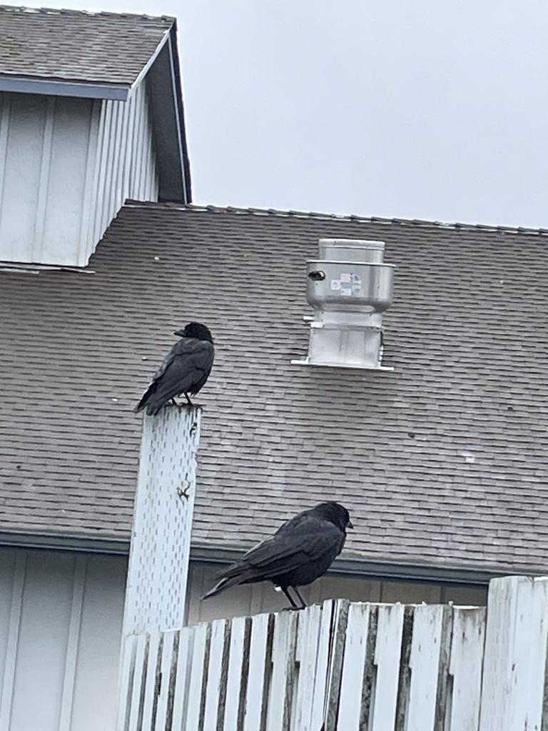 American Crow from Bay St, Florence, OR, US on January 8, 2024 at 09:27 ...