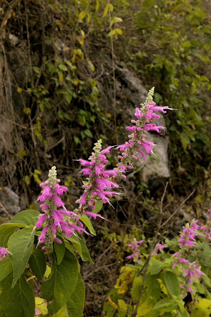 Mexican fuchsia sage from Minatitlán, Col., México on January 8, 2024 ...