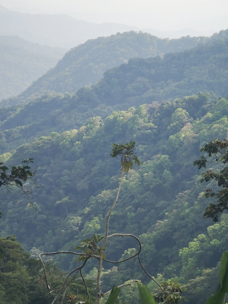 trumpet-tree from 70952 Oaxaca, Mexico on January 4, 2024 at 03:57 PM ...