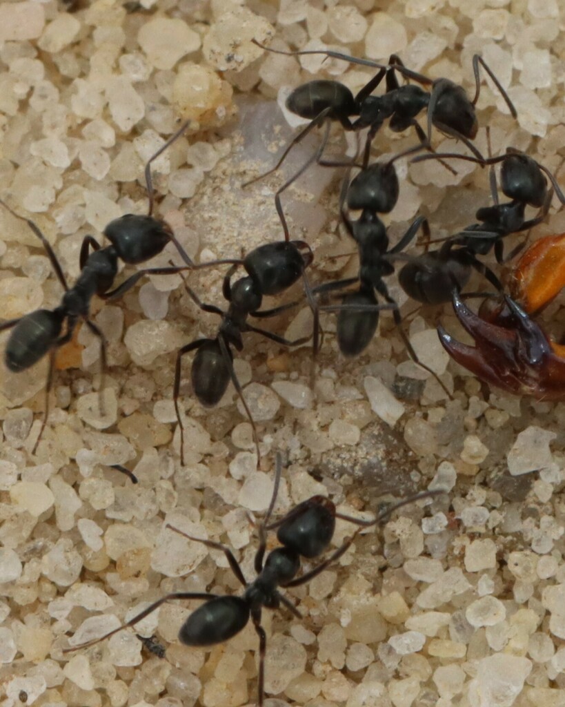 Rainbow, Tyrant, and Meat Ants from Blue Mountains NSW, Australia on ...