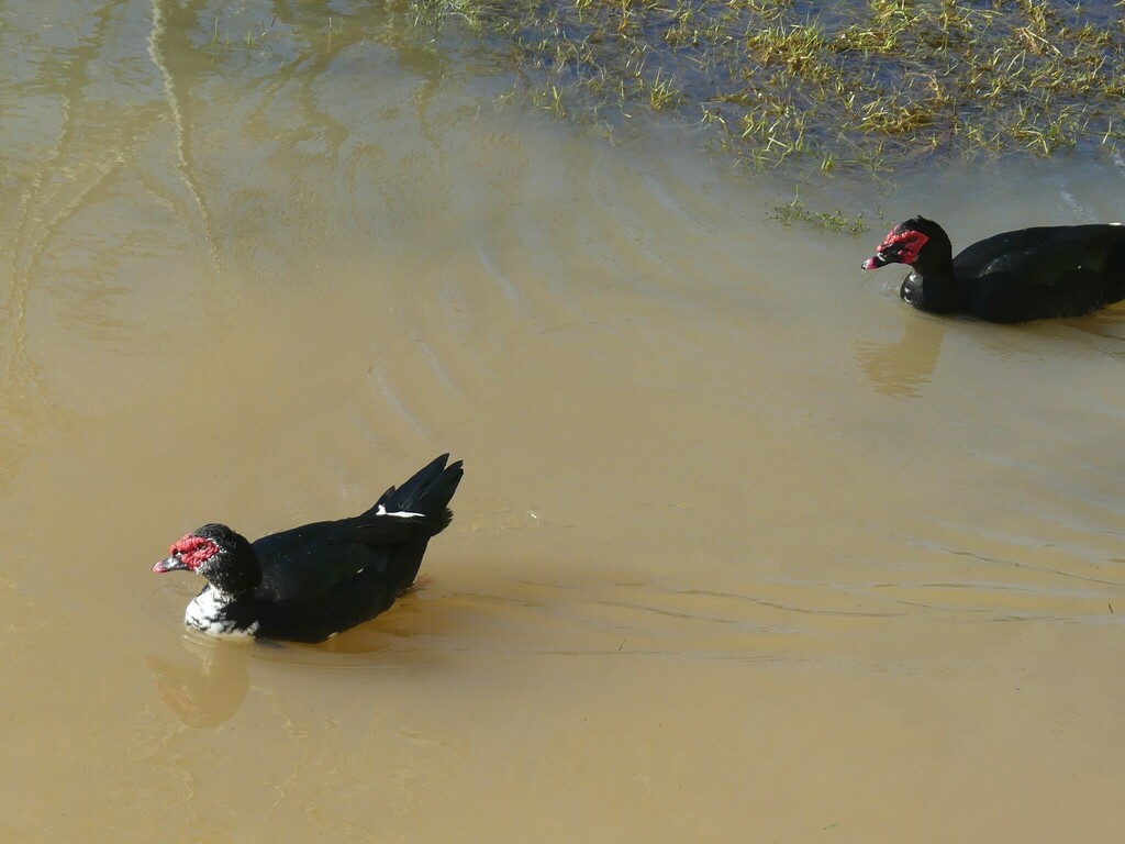 Domestic Muscovy Duck from Rabat, Malta on December 31, 2023 at 10:14 ...