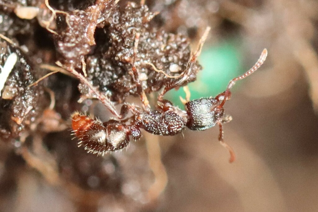 Pony Ants in December 2023 by Nature_Lover. Location: Lower Blue ...