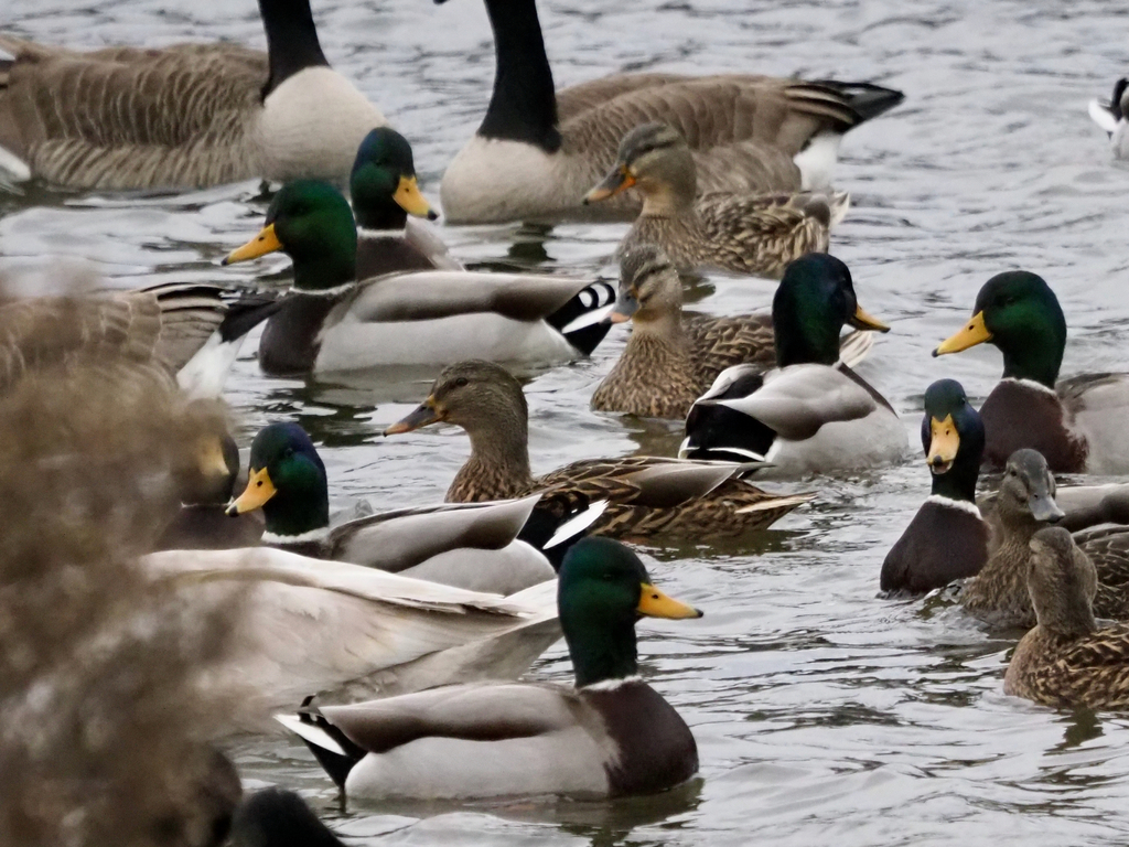 Mallard from Ann Arbor, MI, USA on January 8, 2023 at 08:47 PM by ...