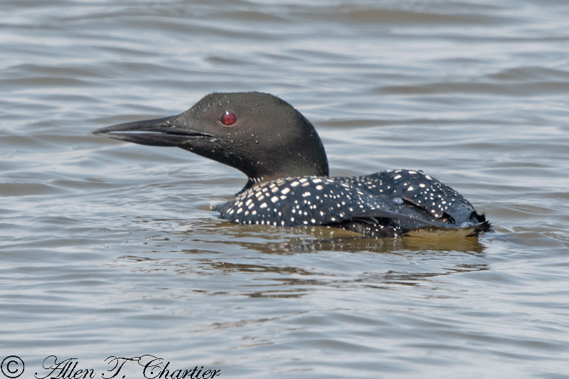 Common Loon from Harrison Twp, MI, USA on April 8, 2023 at 02:58 PM by ...