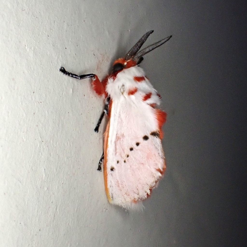 Trosia from San Juan, Bolivia on January 10, 2024 at 07:43 PM by Kozue ...