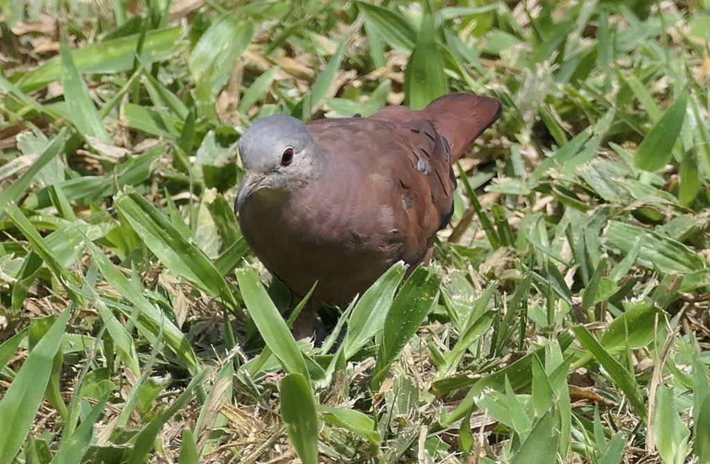 Ruddy Ground Dove from Zona rural de Paudalho - Pernambuco on December ...