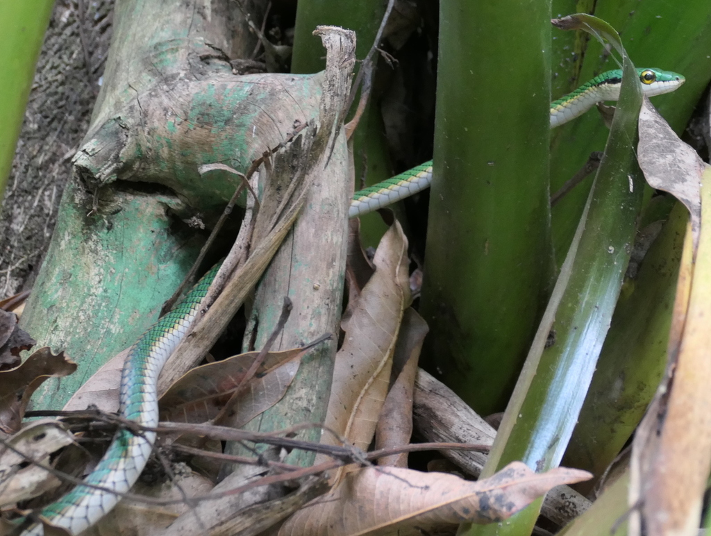 Giant Parrot Snake from Zona rural de Paudalho - Pernambuco on December ...
