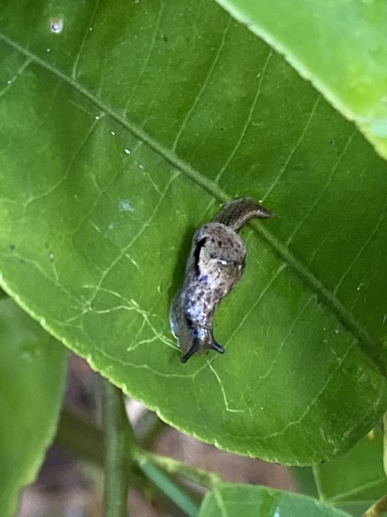 Iridescent Semi-Slug from Burraneer Rd, Coomba Park, NSW, AU on January ...