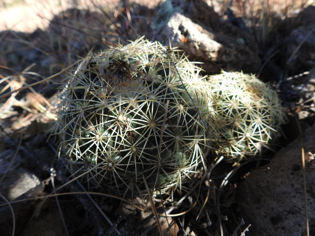 Coryphantha compacta from San Francisco del Oro, Chih., México on ...