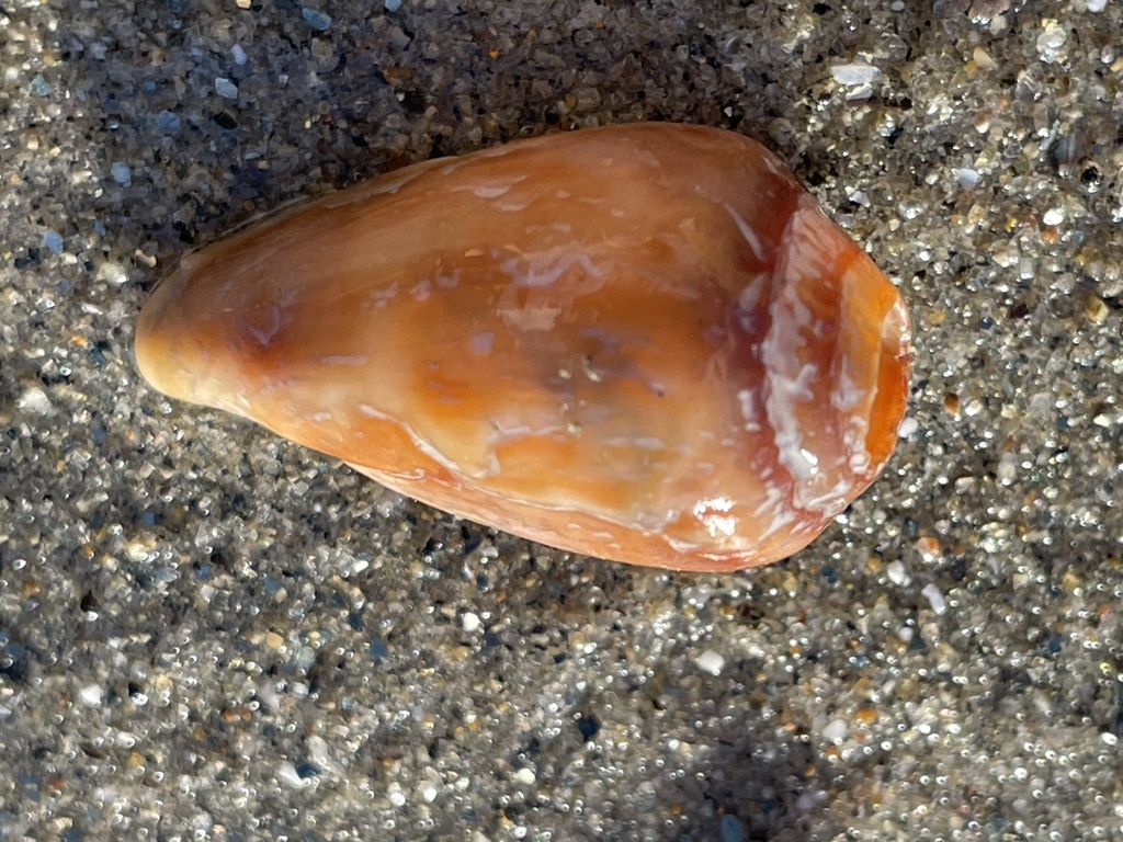 California Cone from San Diego County, CA, USA on January 10, 2024 at ...