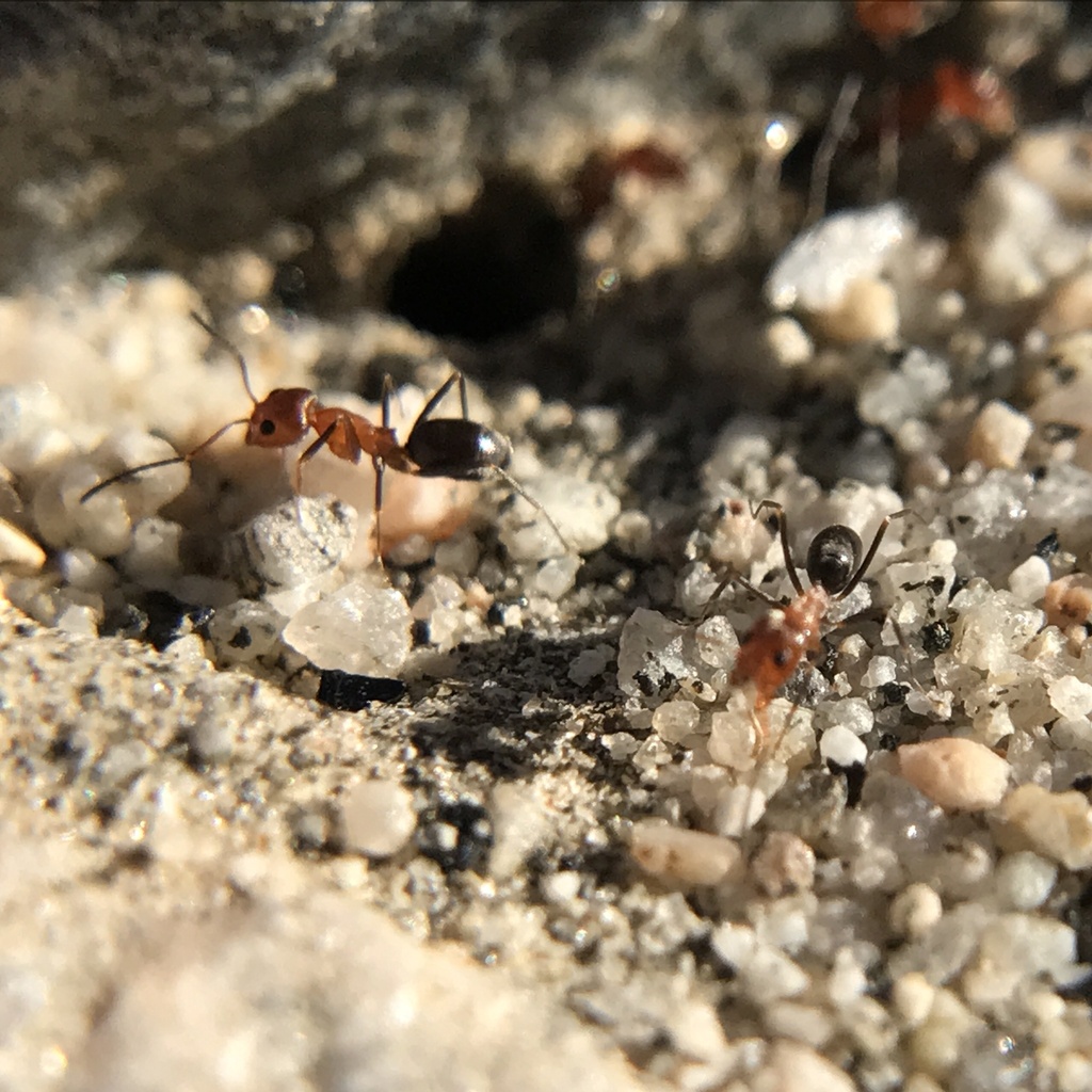 Bicolored Pyramid Ant from Desert Hot Springs, CA, US on January 11 ...
