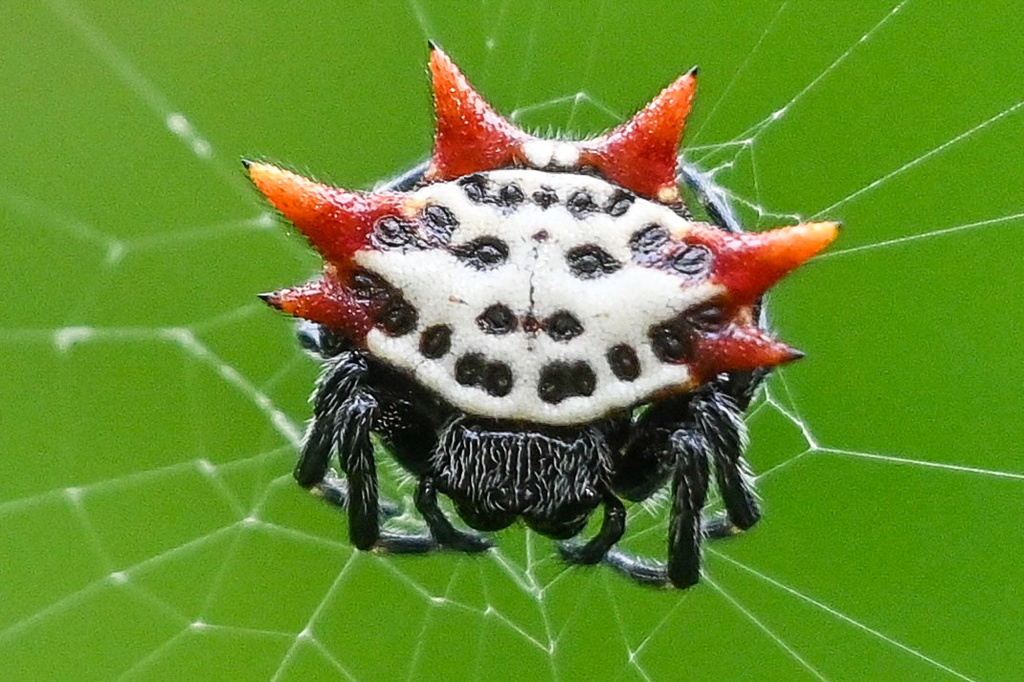 Araña tejedora espinosa (Diversidad Carrillo) · iNaturalist