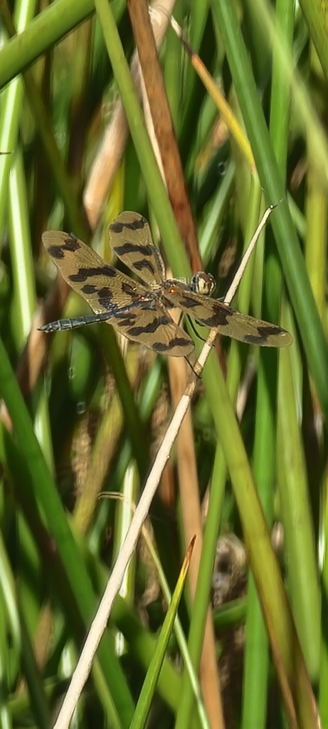 Graphic Flutterer from Alexandria NSW 2015, Australia on January 12 ...