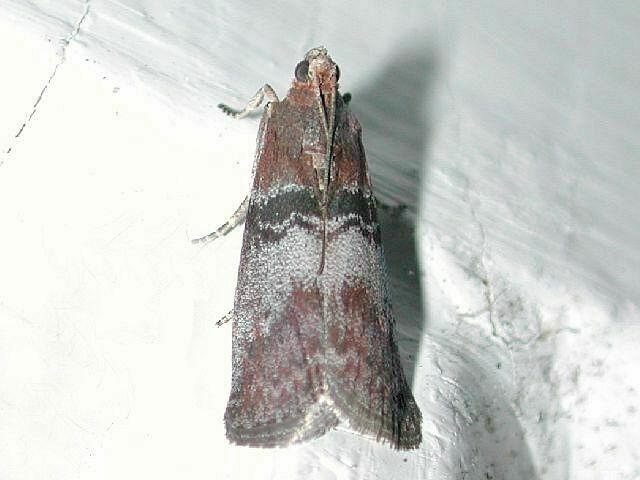 Belted Leafroller Moth from Bedford Audubon Society, Katonah, NY, USA ...
