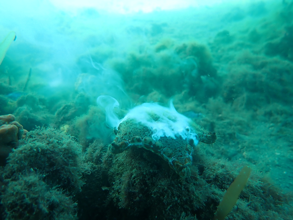 Common Biscuit Star from Port Lincoln Town Jetty, Port Lincoln, SA, AU ...