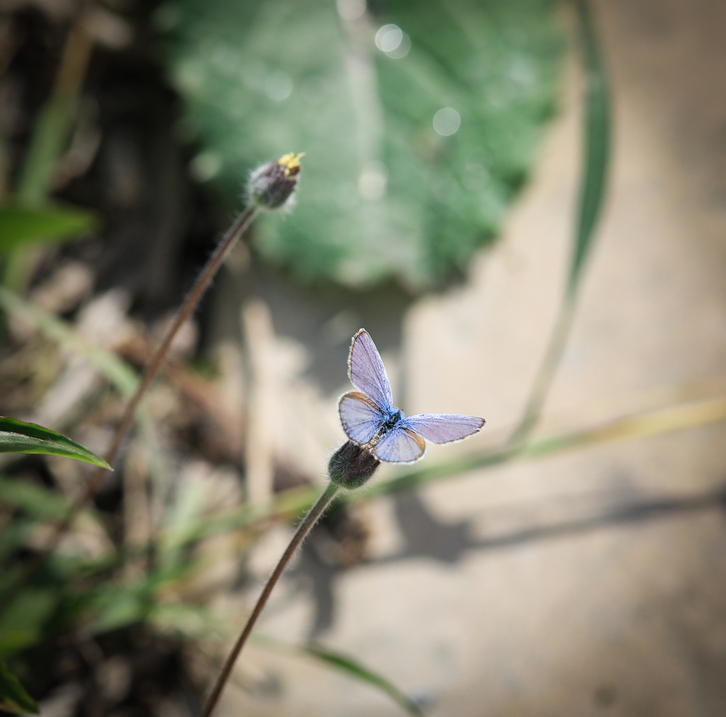 Ceraunus Blue from W B St, Mission, TX, US on January 11, 2024 at 02:38 ...
