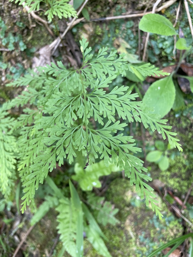 Fairy Fern from Hainan Island, Hainan, CN on January 5, 2024 at 12:54 ...