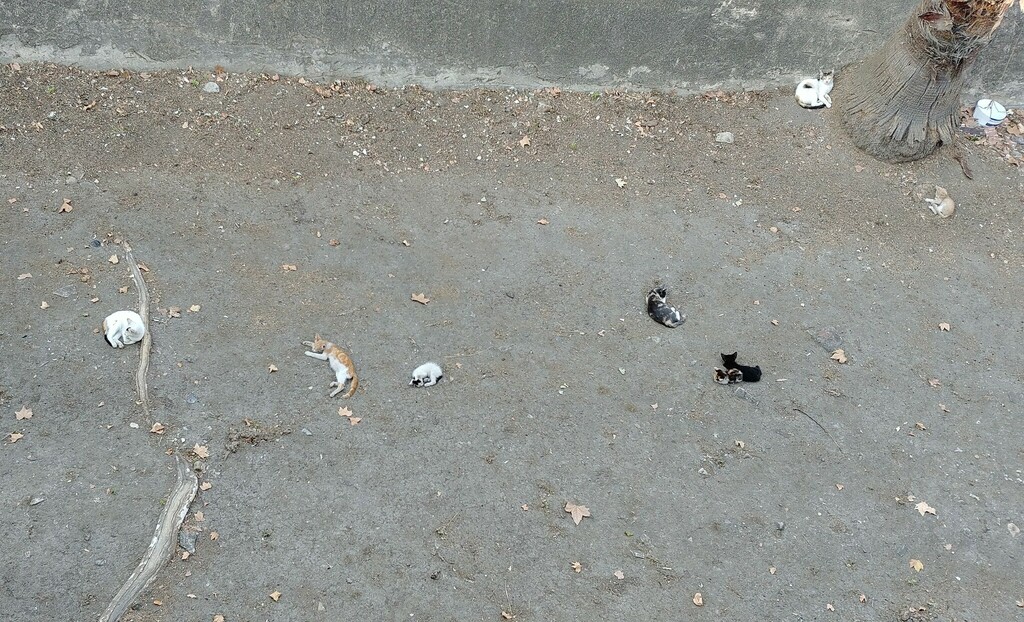 Domestic Cat from Casco Antiguo, Sevilla, Spain on September 20, 2017 ...