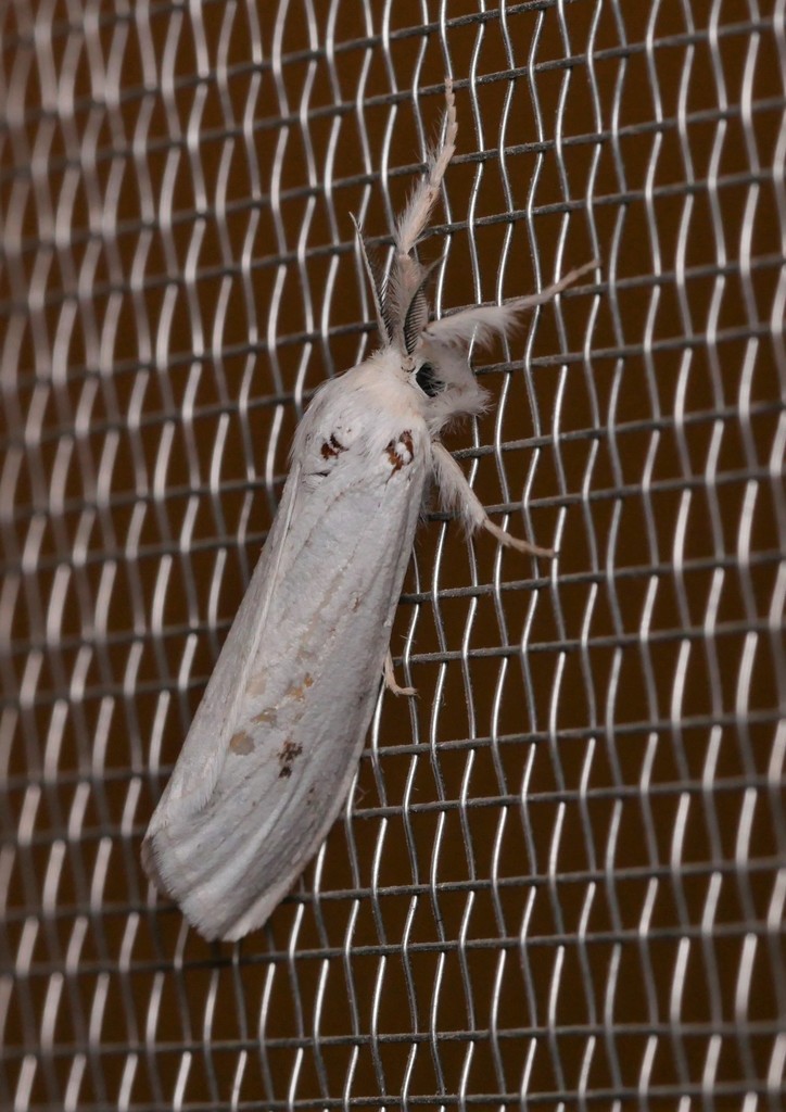 Casama innotata from Sharjah - United Arab Emirates on April 10, 2019 ...