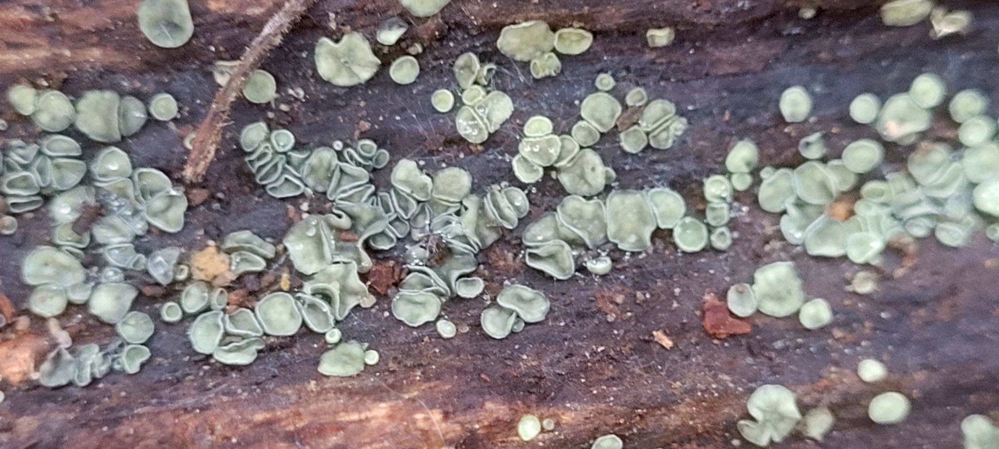 Chlorosplenium chlora