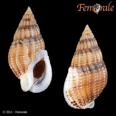 Nassarius nitidus · iNaturalist