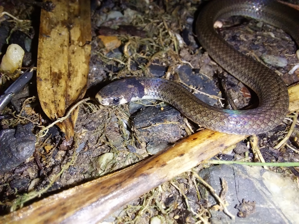 Black-headed Snake from Tunapuna/Piarco Regional Corporation, Trinidad ...