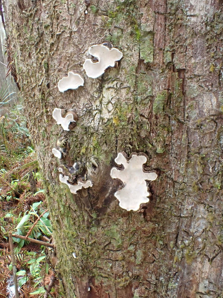 Basidiomycete Fungi from Florida State Parks, Sebring, FL, US on ...
