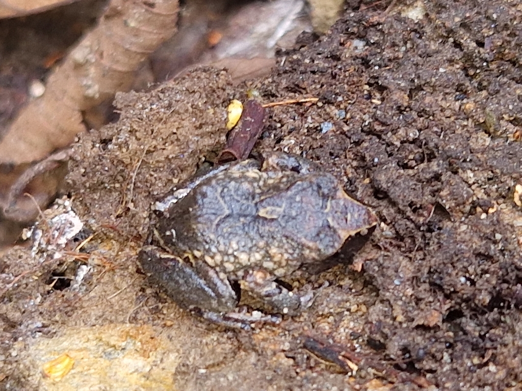 Las Hermosas Robber Frog in January 2024 by Tom Kirschey · iNaturalist