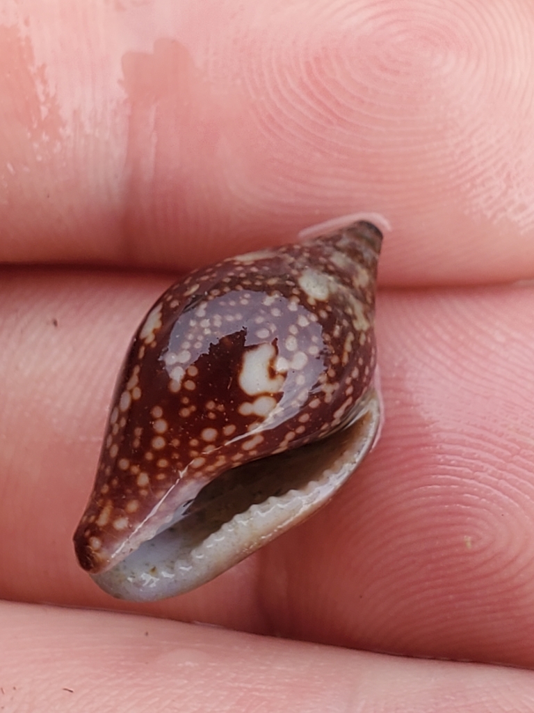 Columbella fuscata from Golfito, CR-PU, CR on January 11, 2024 at 09:17 ...