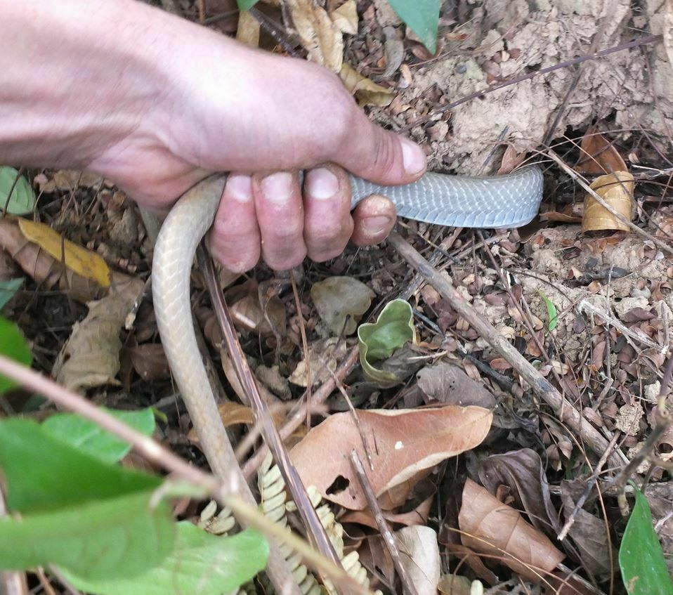 Colubrine Snakes from Bualapha, Laos on January 30, 2018 at 04:33 PM by ...