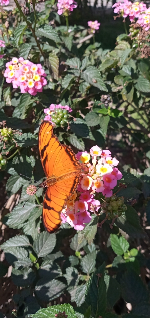 Dione juno huascuma from Oyameles, La Tuzania, 45138 Zapopan, Jal ...