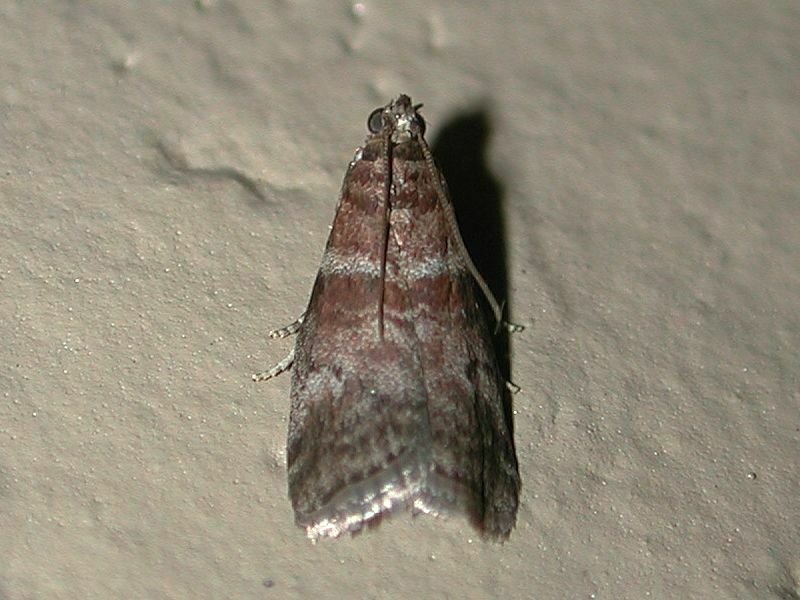 Sweetgum Leafroller Moth from Floyd Bennet Field, Brooklyn, NY, USA on ...