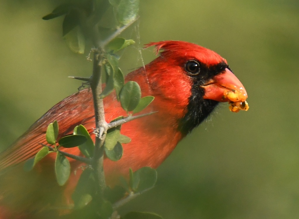 Northern Cardinal from Gral Terán, N.L., México on January 11, 2024 at ...