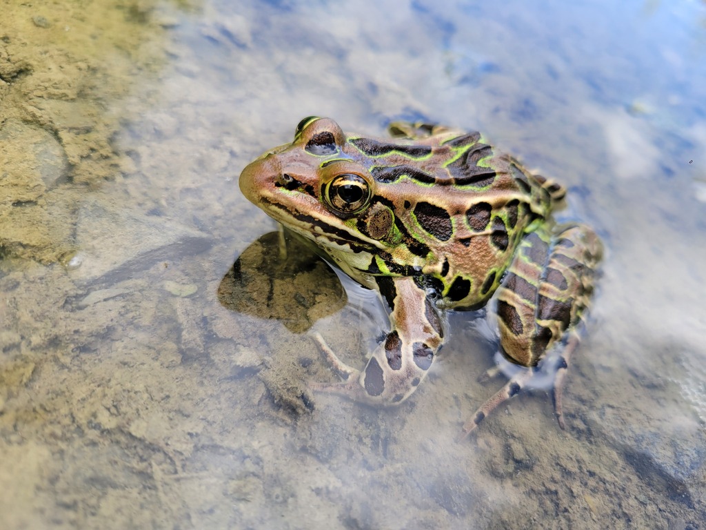 Northern Leopard Frog from Châteauguay, QC, Canada on August 13, 2023 ...