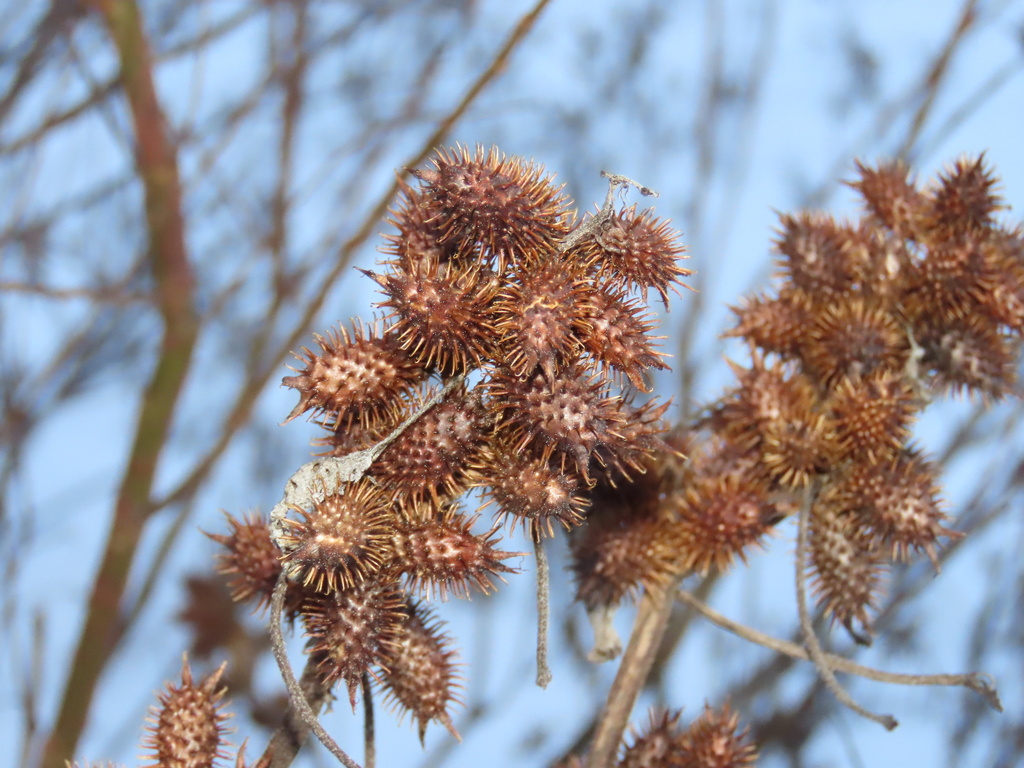 rough cocklebur in January 2024 by Josh Emm · iNaturalist
