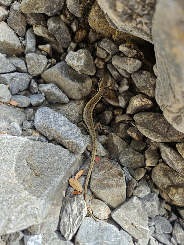Small-scaled Skink in January 2024 by raine1158 · iNaturalist