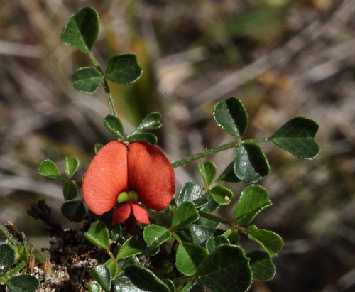 Kennedia microphylla · iNaturalist United Kingdom