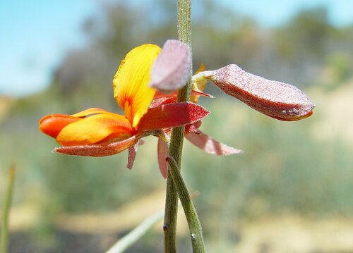 Jacksonia acicularis · iNaturalist