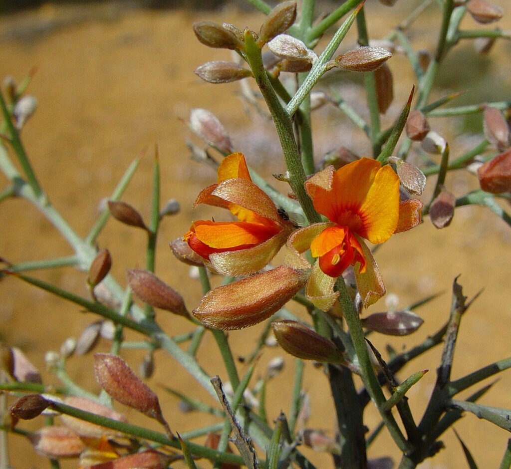 (Jacksonia acicularis) - Botanical Realm