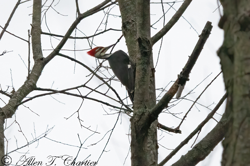 Pileated Woodpecker in November 2023 by Allen Chartier. Pileated ...