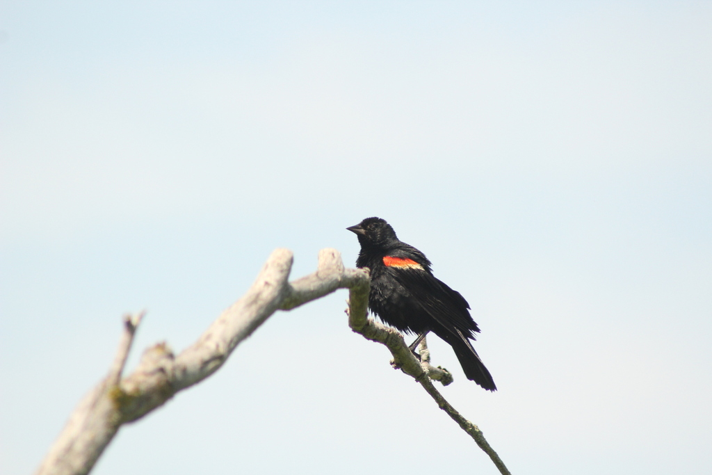 Red-winged Blackbird from Boucherville, QC, Canada on July 24, 2023 at ...